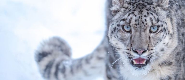 Project Snow Leopard - Himachal Pradesh General Studies